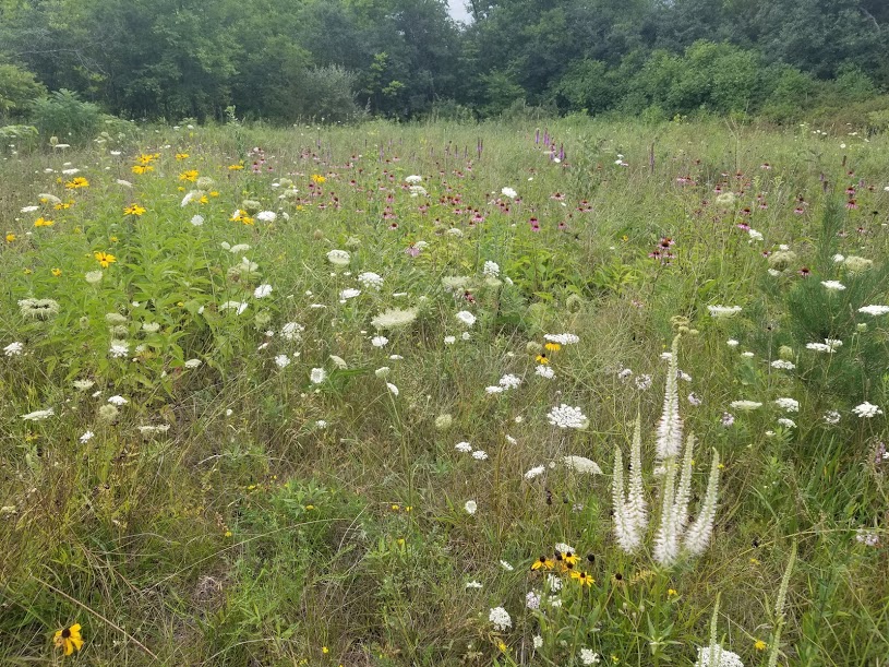Looking Ahead to Next Spring – Natural Themes Farms